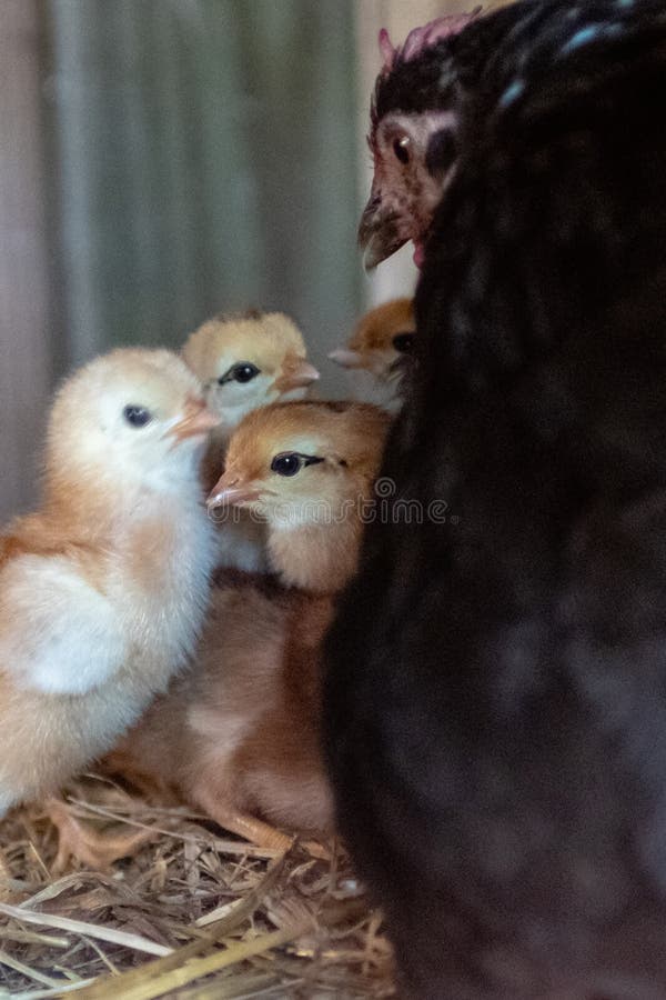Mother Hen with Baby Chickens Stock Photo - Image of fluffy, chicken ...
