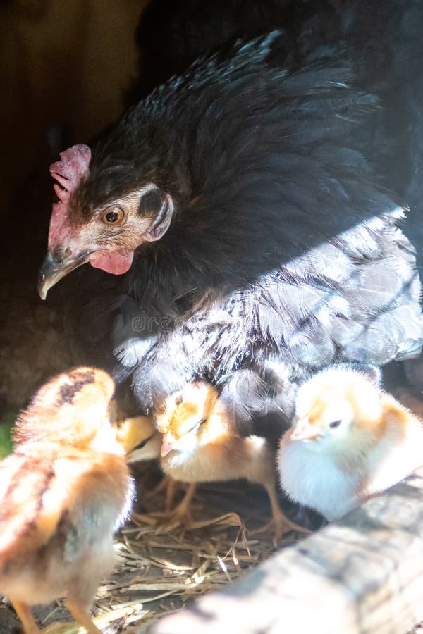 Mother Hen with Baby Chickens Stock Image - Image of born, eating ...