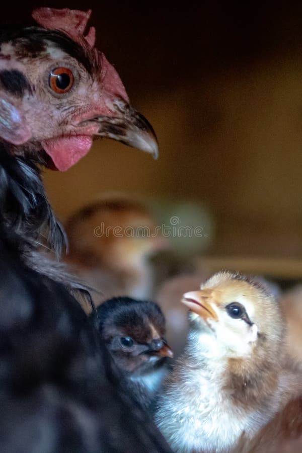 Mother Hen with Baby Chickens Stock Image - Image of born, care: 161242021