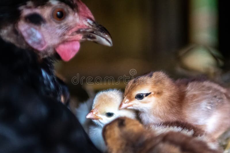 Mother Hen with Baby Chickens Stock Image - Image of bird, beak: 161243013