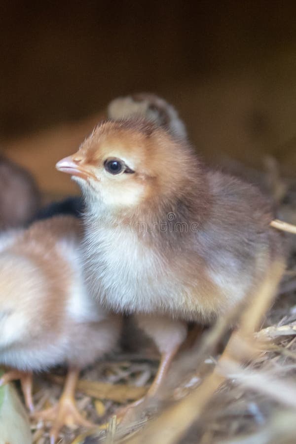 Mother Hen with Baby Chickens Stock Image - Image of close, harmony ...