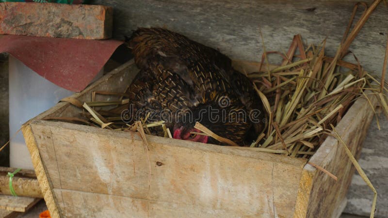 Mother Hen Brooding Over Her Eggs in a Nest Stock Photo - Image of ...
