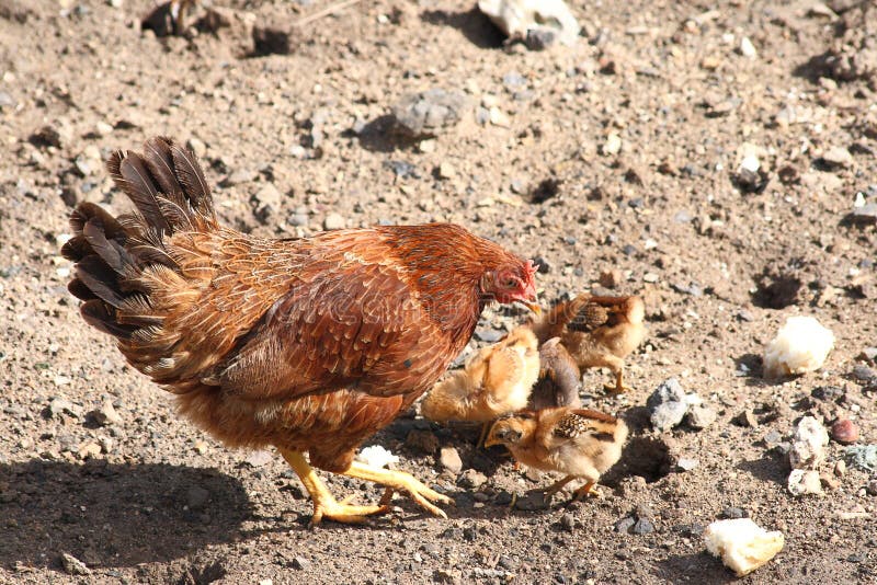 Mother Hen and Chickhens Feeding Stock Photo - Image of fauna, female ...