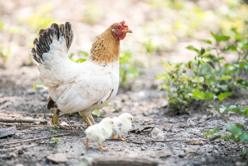Mother hen with chicks stock image. Image of chicken - 130841195