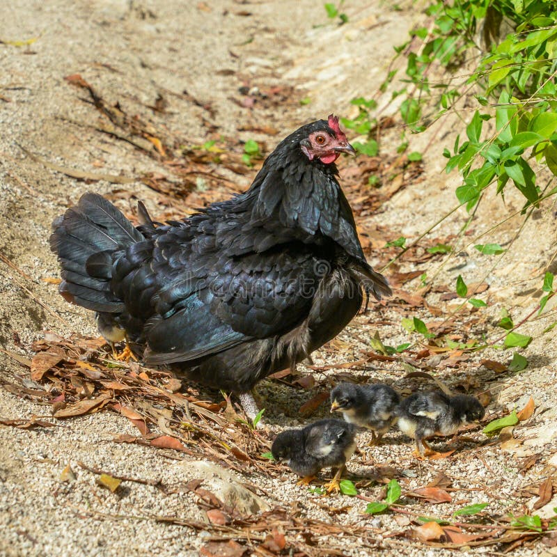 1,205 Mother Hen Baby Chicks Stock Photos - Free & Royalty-Free Stock ...