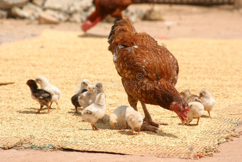 Mother hen and her chicks stock image. Image of pick, animal - 306073