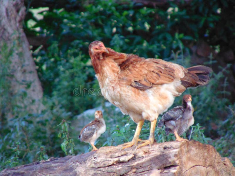A Mother Hen with Her Chicks is Standing on a Log Stock Image - Image ...