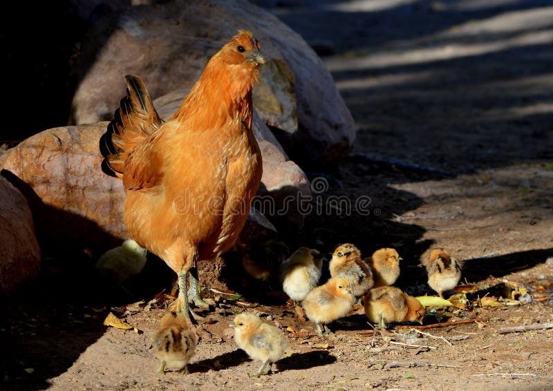 Mother Hen stock photo. Image of bird, chicks, fowl, crow - 61961368