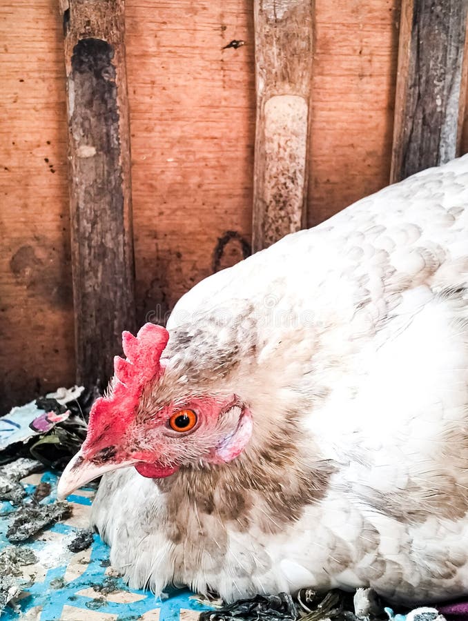 Mother Hen Incubating Eggs in Nest – Natural Poultry Behavior Stock ...