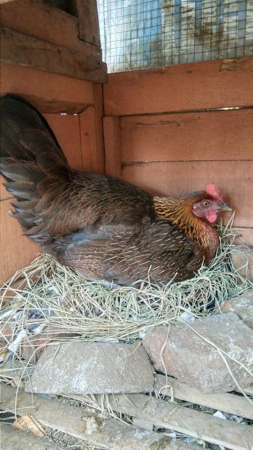 The Mother Hen is Incubating the Eggs Stock Photo - Image of animal ...