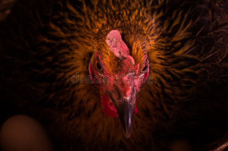 Mother Hen Incubating Her Eggs Stock Photo - Image of incubating, eggs ...