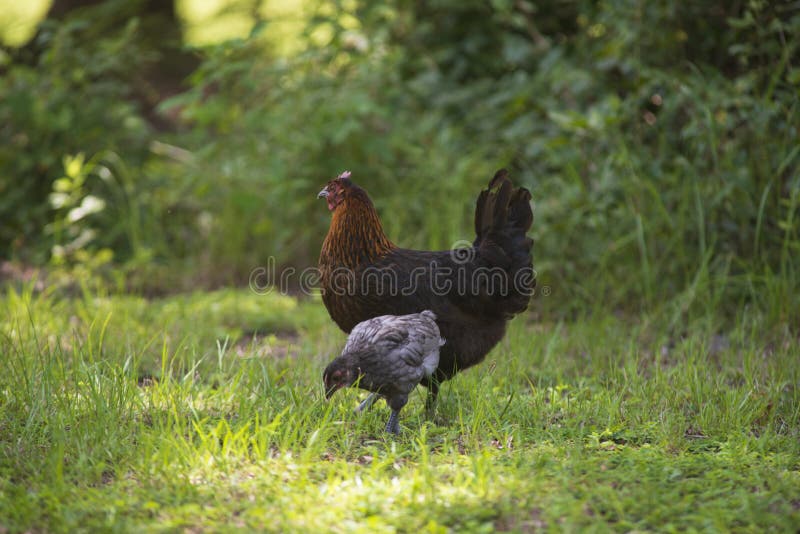 A Vigilant Mother Hen and Its Chick Searching for Worms Stock Image ...