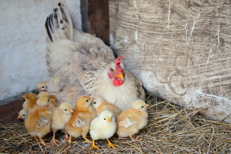 Mother Hen with Little Chickens Stock Image - Image of agriculture ...