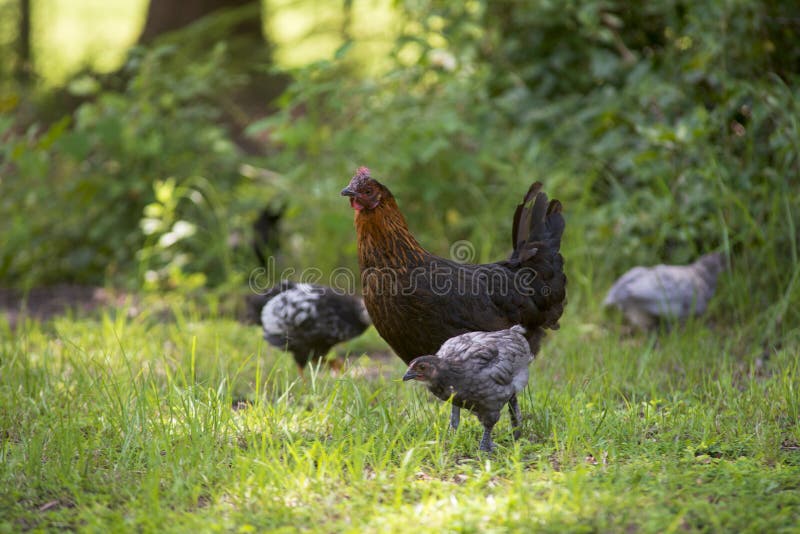 A Brown Mother Hen with Several Gray Chicks on a Farm Stock Image ...