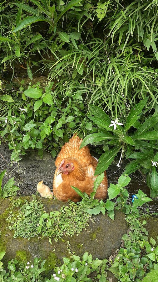 Mother Hen Playing and Taking Care of Her Chicks Stock Image - Image of ...