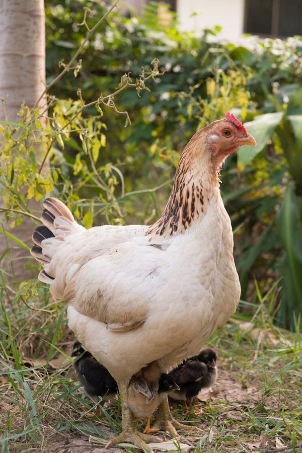 Mother Hen Protect Her Chicks Stock Photo - Image of farming, chicken ...