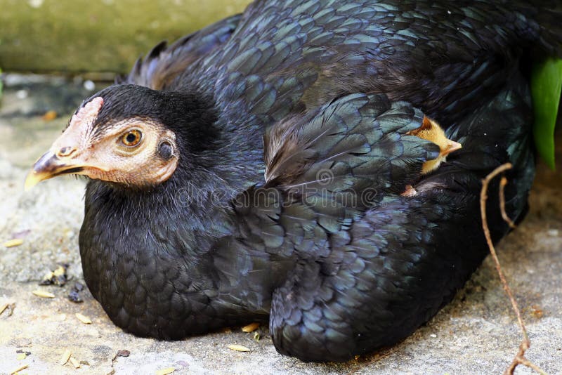 Mother Hen Baby Chicks Stock Photos - Download 624 Royalty Free Photos