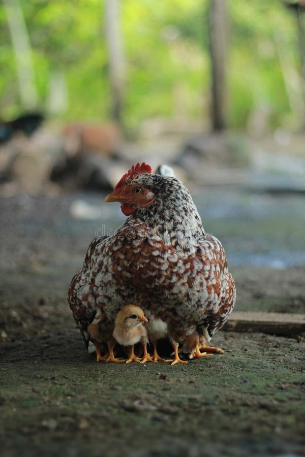A Mother Hen Protecting Her Child is Suitable As a Basic Material for a ...