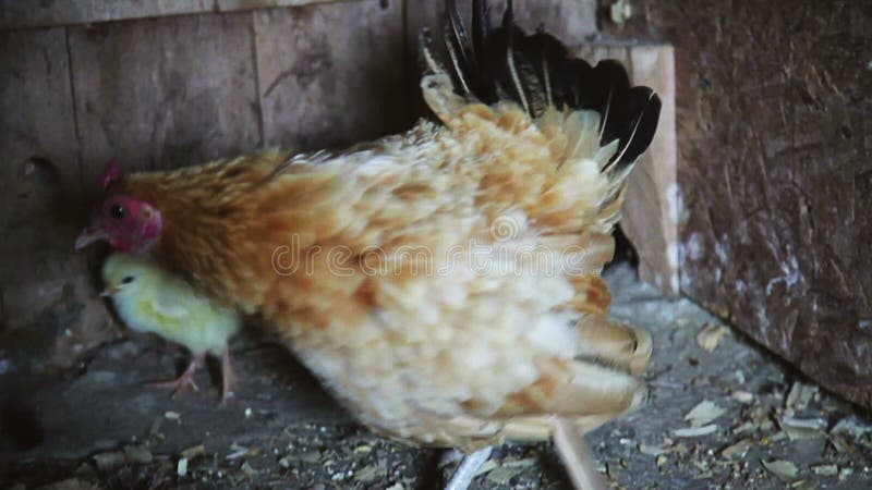 Mother Hen Protecting Chicks. Stock Video - Video of factory, baby ...