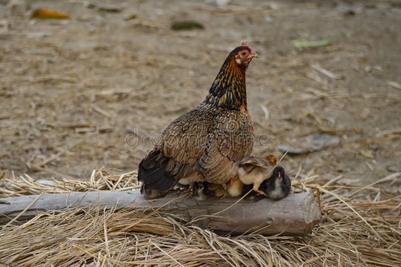 Mother Hen and Small Child Hen Chicken Stock Image - Image of mother ...