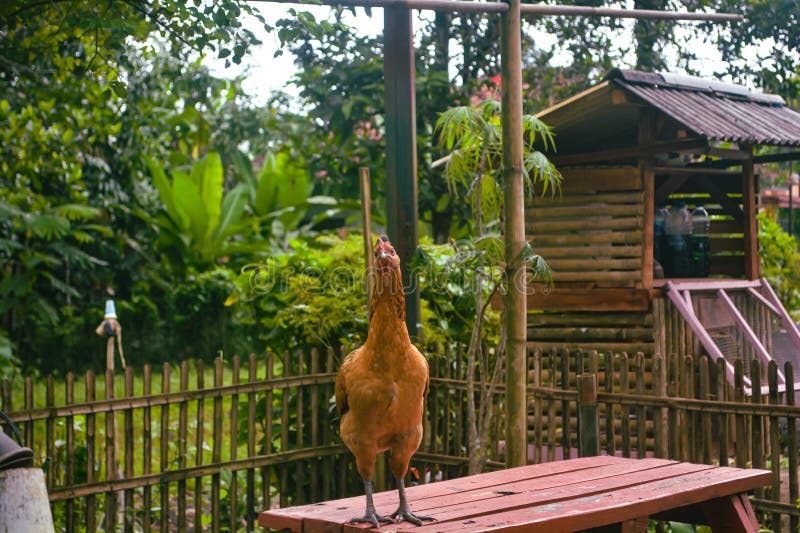 A Mother Hen Standing on the Table Stock Photo - Image of bamboo ...