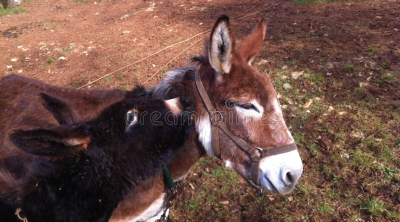 Donkey Good Morning Stock Photos - Free & Royalty-Free Stock Photos ...