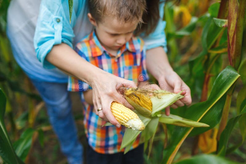 Mother with Her Son Clean the Corn Stock Photo - Image of childcare ...