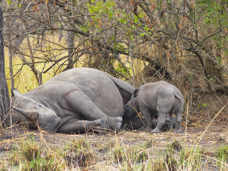 Mother Hippo Rests and Tiny Baby is Suckling Stock Image - Image of ...