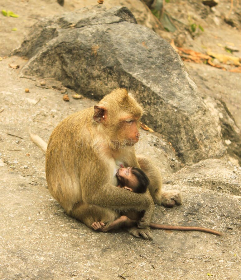 Mother Holding Baby Monkey, Monkey Drinking Stock Image - Image of ...