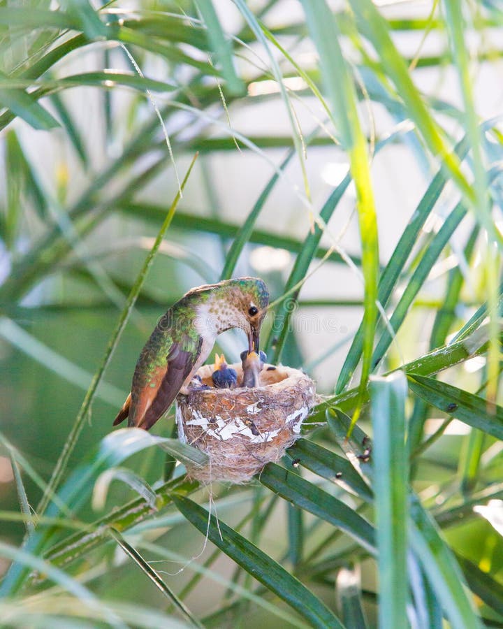 Mother Hummingbird Feeding Her Newborns Stock Photo - Image of tree ...