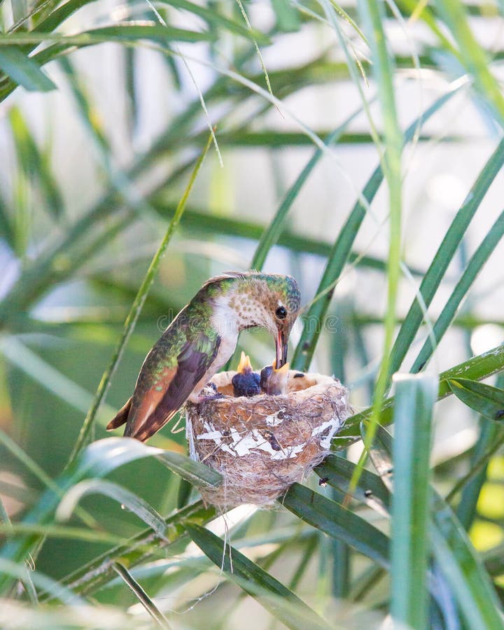 Mother Hummingbird Feeding Her Newborns Stock Image - Image of house ...