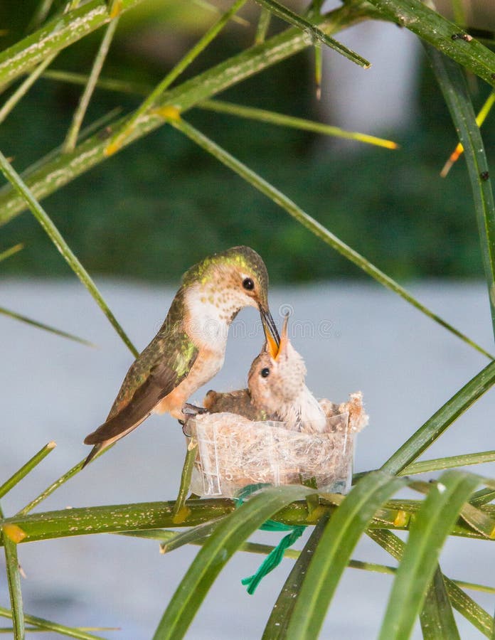 298 Young Hummingbird Feeding Stock Photos - Free & Royalty-Free Stock ...