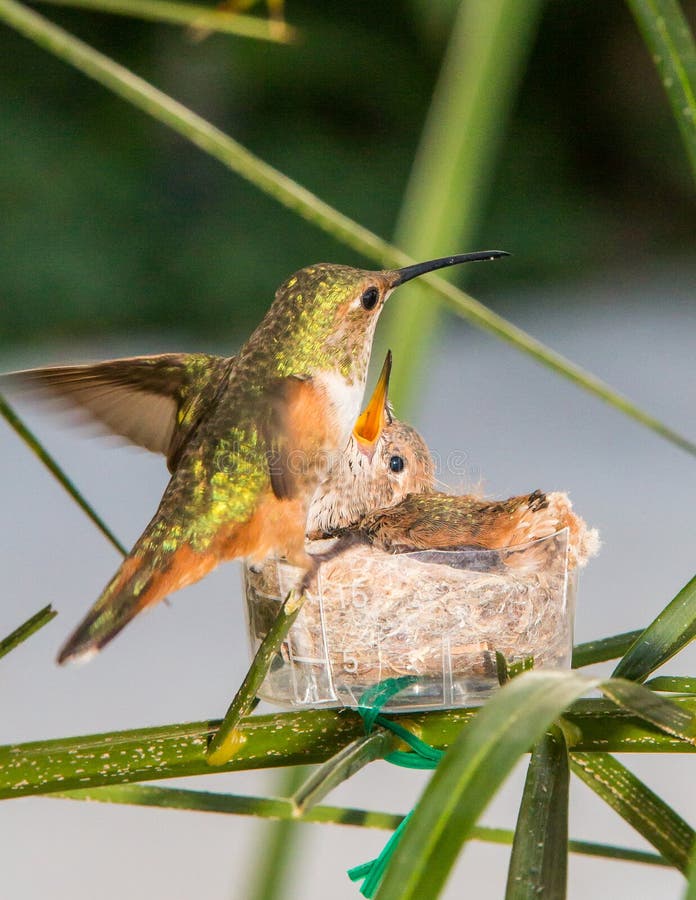 298 Young Hummingbird Feeding Stock Photos - Free & Royalty-Free Stock ...