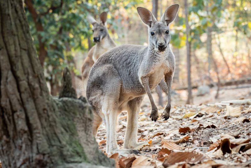 Mother kangaroo stock photo. Image of mother, animal - 163884228