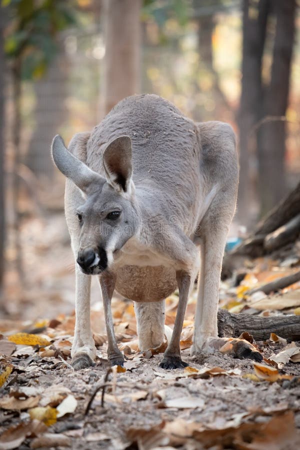 Mother kangaroo stock photo. Image of mother, cute, feed - 163889590