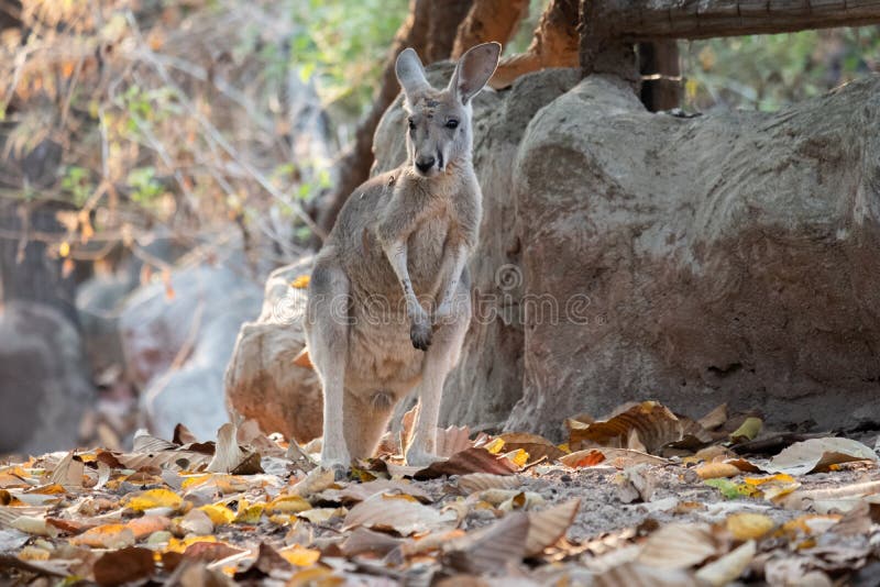Mother kangaroo stock photo. Image of live, milk, marsupial - 163891082