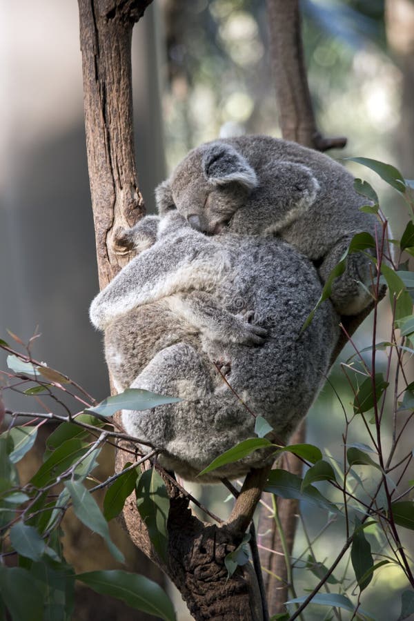 Koala with two joeys stock image. Image of ears, eyes - 126276151
