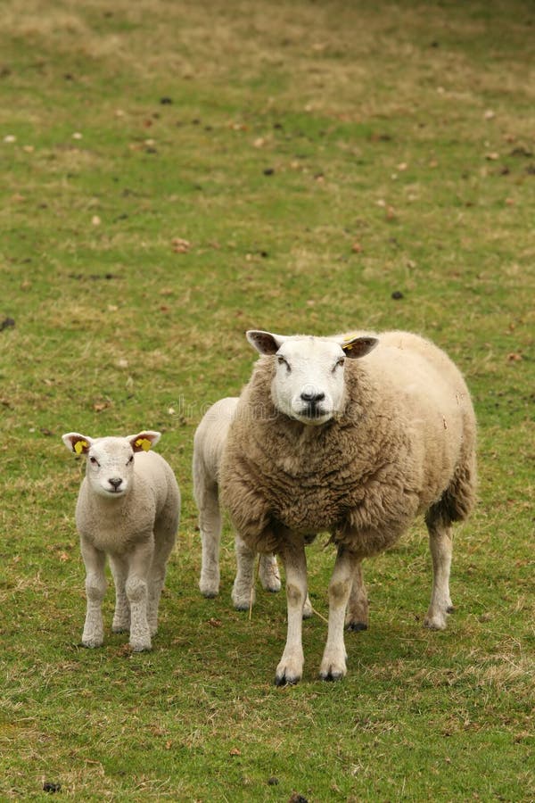 Mother Sheep and Little Lamb Looking at You Stock Photo - Image of wool ...