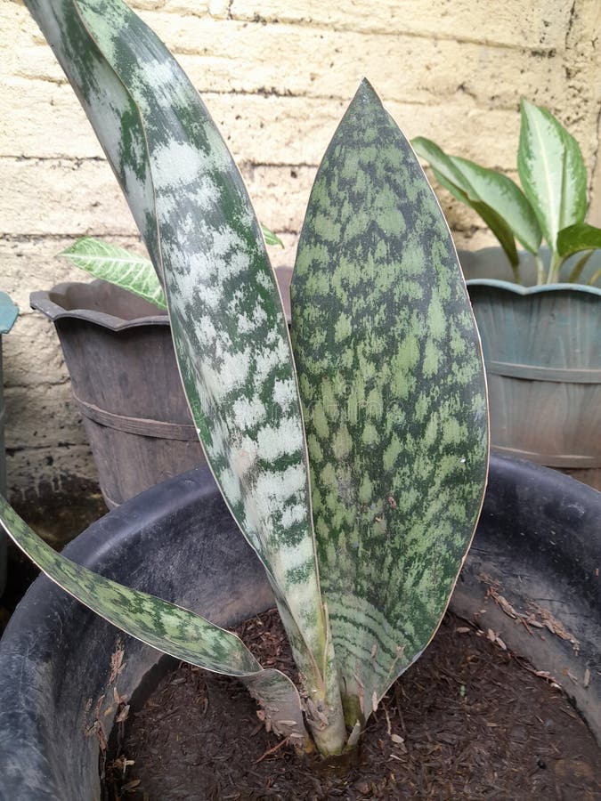Mother in Law S Tongue Leaf Plant in a Pot Stock Photo - Image of ... Mother in Law S Tongue Leaf Plant in a Pot Stock Photo - Image of ...