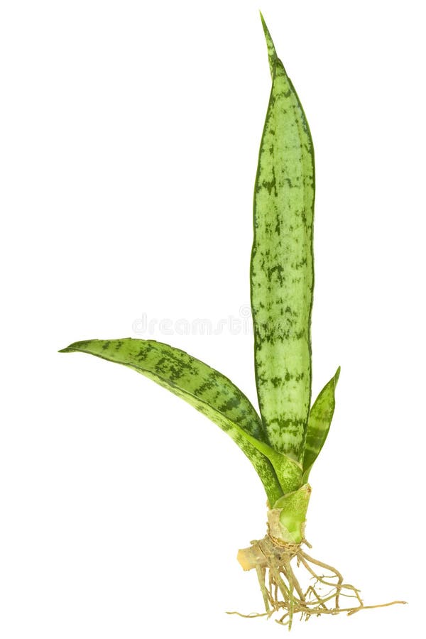 2+ Law mother plant tongue Free Stock Photos - StockFreeImages 2+ Law mother plant tongue Free Stock Photos - StockFreeImages