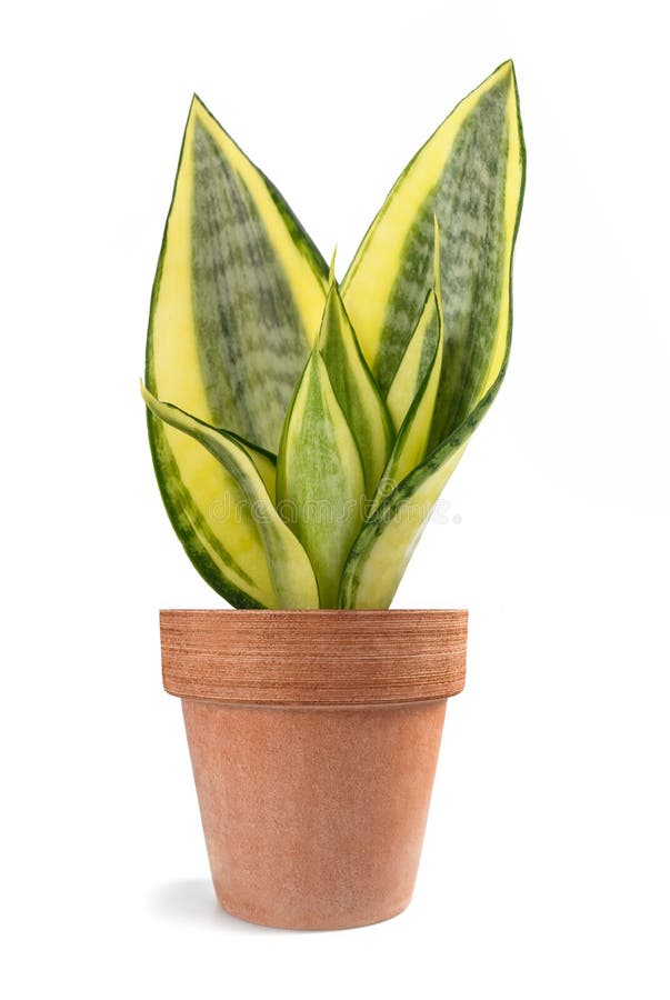 754 Mother Law Tongue Plant Stock Photos - Free & Royalty-Free Stock ... 754 Mother Law Tongue Plant Stock Photos - Free & Royalty-Free Stock ...