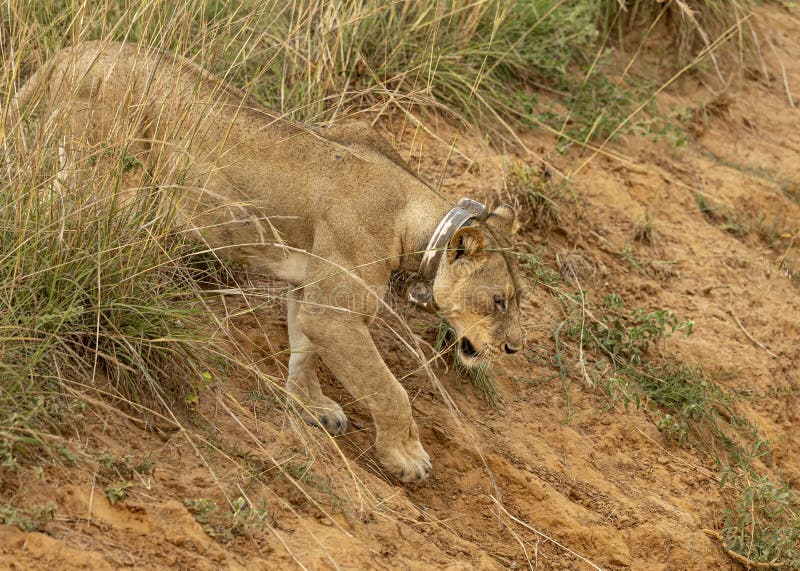 A Mother Lion with a Tracking Collar Emerges from the Grass in Uganda ...