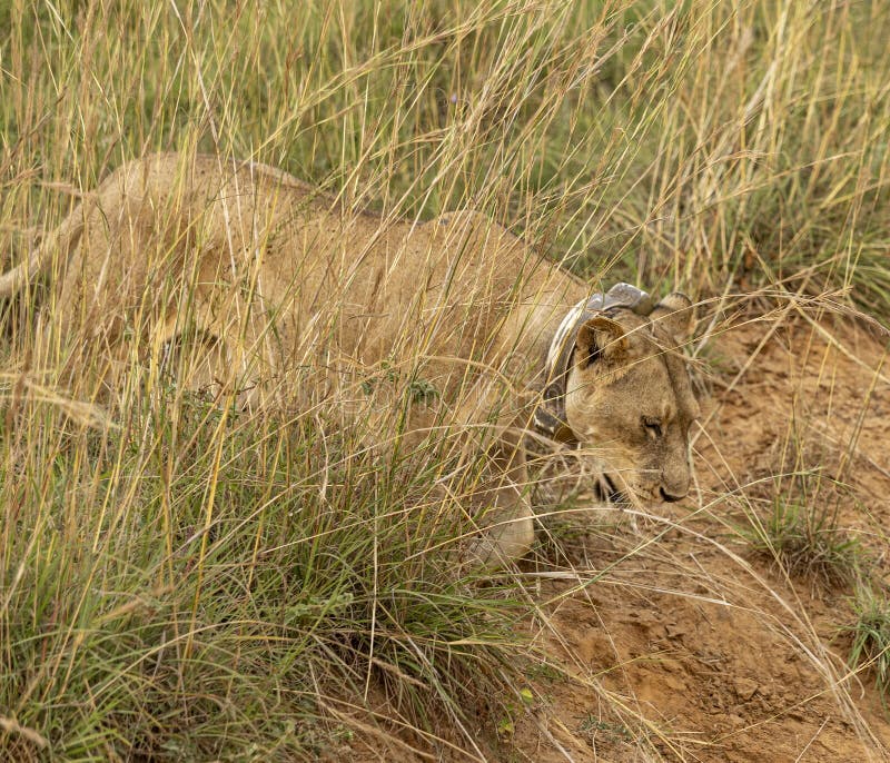 A Mother Lion and Her Three Cubs Sitting in the Grass Stock Image ...