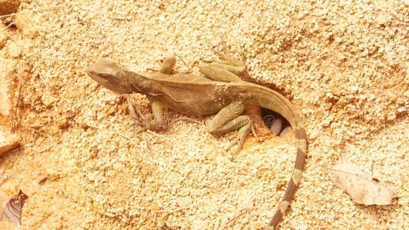 Lizard Guards Stock Photos - Free & Royalty-Free Stock Photos from ...