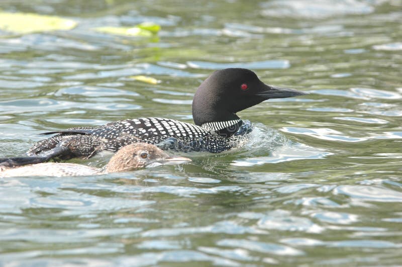 Common Loon Family stock photo. Image of northern, minnesota - 16252230