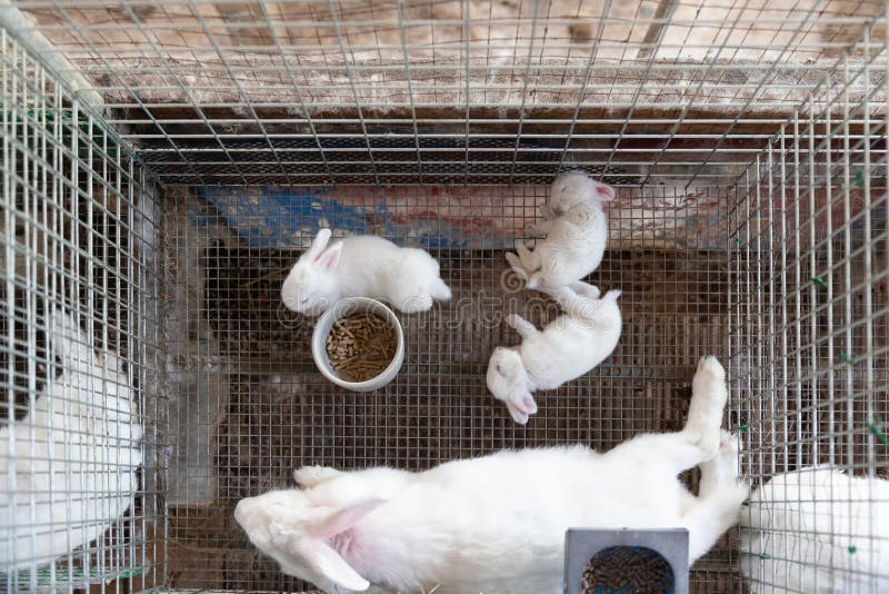 Mother Meat Rabbit with Children in Farm Stock Image - Image of family ...