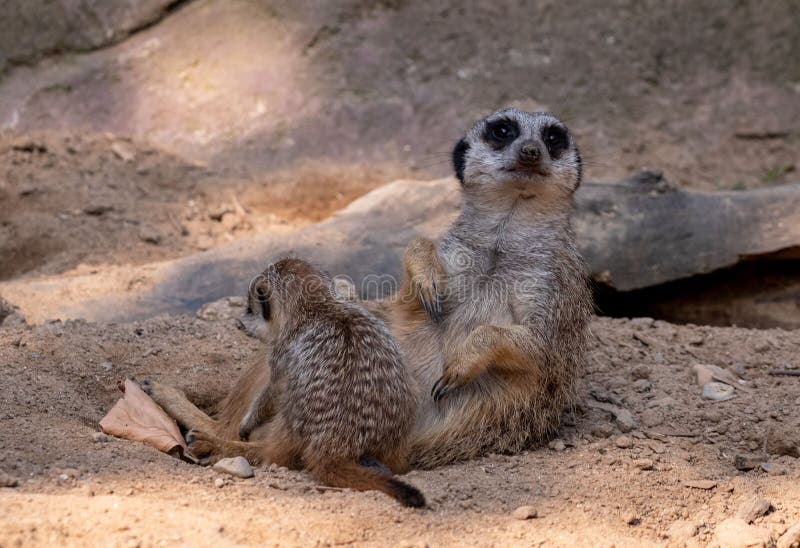 Mother Meerkat with Her Baby Lying on the Sand Stock Image - Image of ...