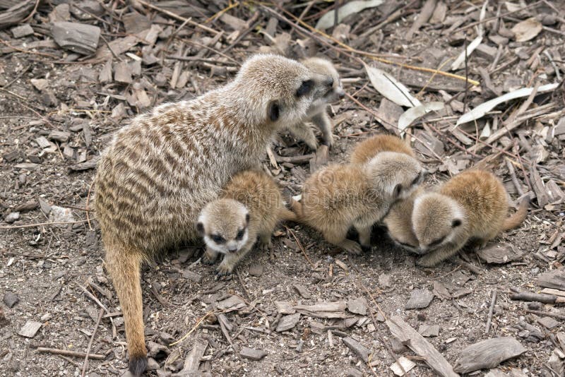 A Mother Meerkat and Her Kits Stock Photo - Image of mother, suricate ...