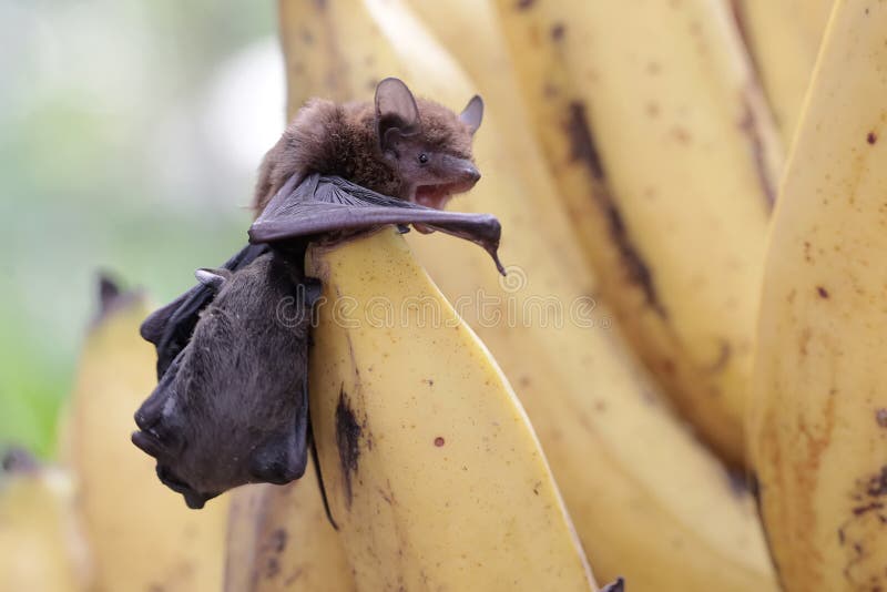A Mother Microchiroptera Bat Hangs from a Tree Branch while Nursing Her ...