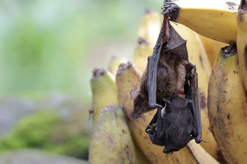 A Mother Microchiroptera Bat Hangs from a Tree Branch while Nursing Her ...